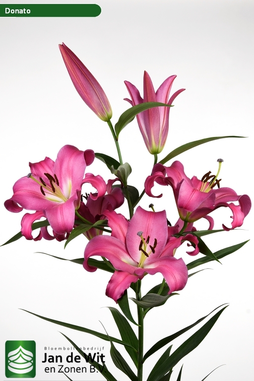 Donato | Lily | Jan de Wit en Zonen B.V.