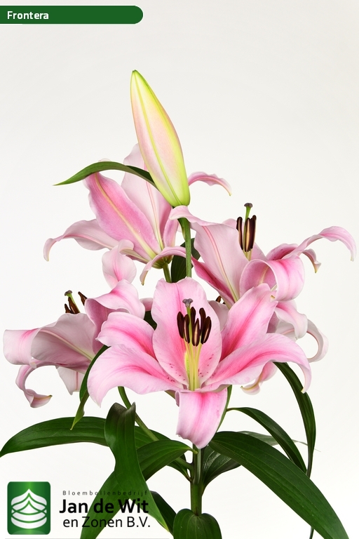 Frontera ® | Lily | Jan de Wit en Zonen B.V.