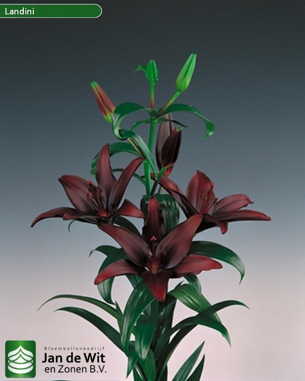 Landini ® | Lily | Jan de Wit en Zonen B.V.