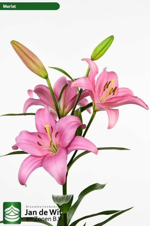 Merlet ® | Lily | Jan de Wit en Zonen B.V.