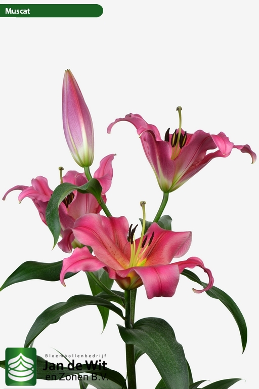 Muscat ® | Lily | Jan de Wit en Zonen B.V.