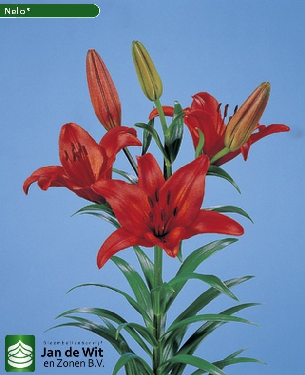 Nello ® | Lelie | Jan de Wit en Zonen B.V.
