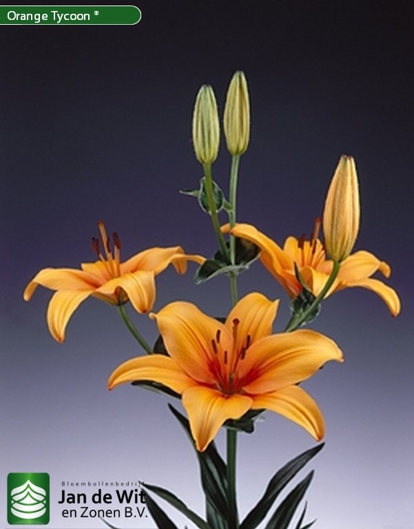 Orange Tycoon | Lily | Jan de Wit en Zonen B.V.