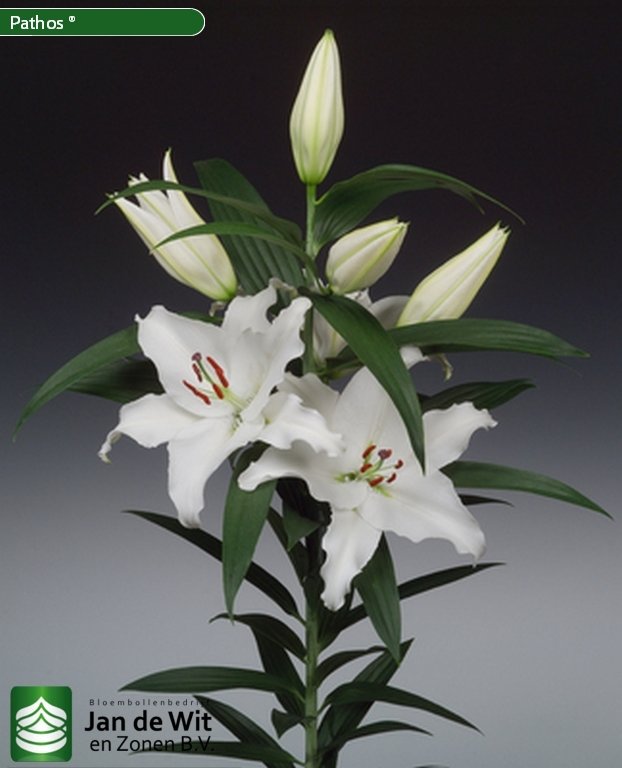 Pathos ® | Lily | Jan de Wit en Zonen B.V.