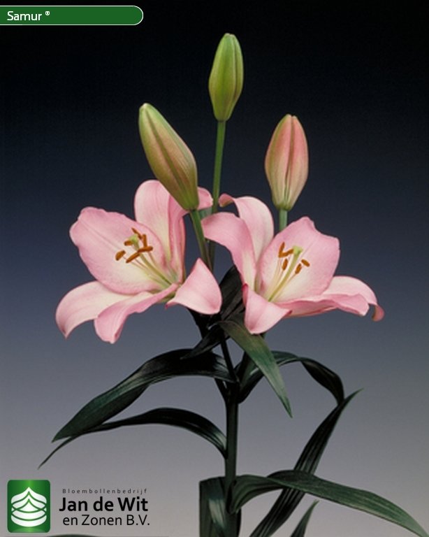 Samur ® | Lily | Jan de Wit en Zonen B.V.