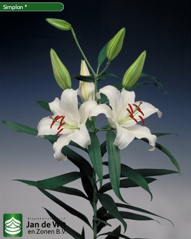 Simplon ® | Lily | Jan de Wit en Zonen B.V.