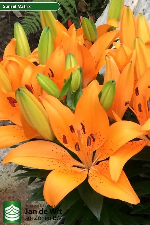 Sunset Matrix ® | Лілія | Jan de Wit en Zonen B.V.