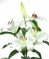 Blizzard ® | Lily | Jan de Wit en Zonen B.V.