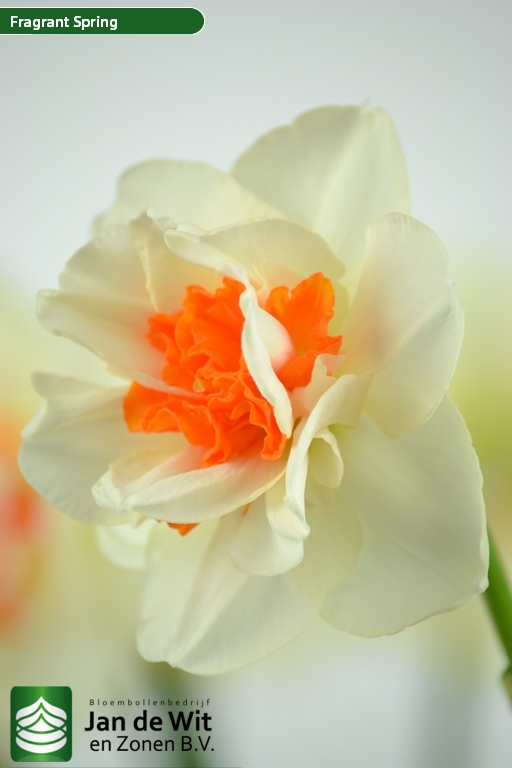 Fragrant Spring | Narcissus | Jan de Wit en Zonen B.V.
