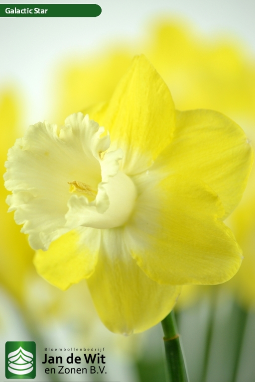 Galactic Star | Narcissus | Jan de Wit en Zonen B.V.