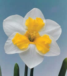 Trilune | Narcissus | Jan de Wit en Zonen B.V.