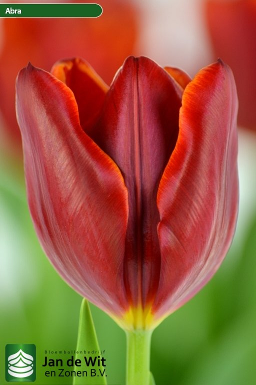 Abra | Tulip | Jan de Wit en Zonen B.V.