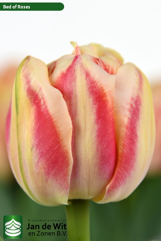 Bed of Roses ® | Tulp | Jan de Wit en Zonen B.V.