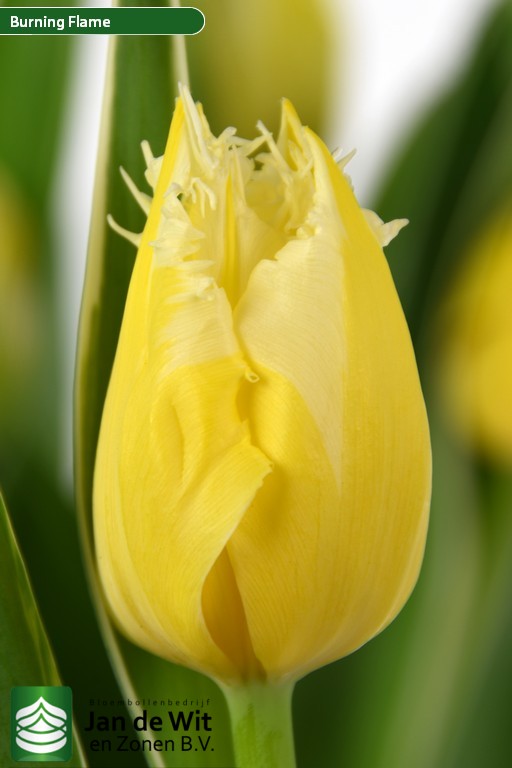 Burning Flame | Tulip | Jan de Wit en Zonen B.V.