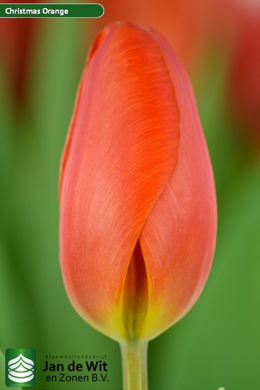 Christmas Orange | Tulip | Jan de Wit en Zonen B.V.