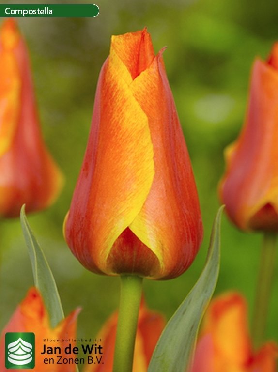 Compostella | Tulip | Jan de Wit en Zonen B.V.