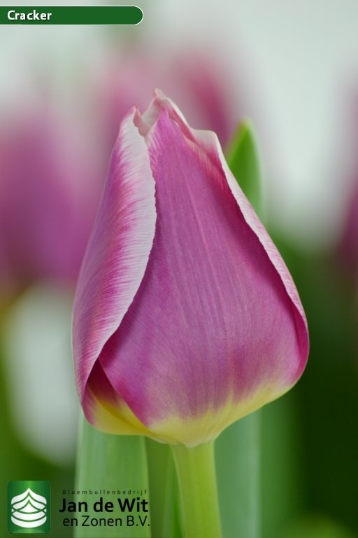 Cracker ® | Tulip | Jan de Wit en Zonen B.V.