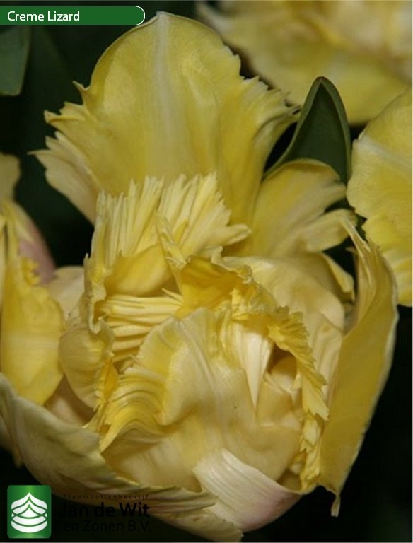 Creme Lizard ® | Tulip | Jan de Wit en Zonen B.V.