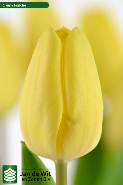 Crème Fraîche ® | Tulip | Jan de Wit en Zonen B.V.