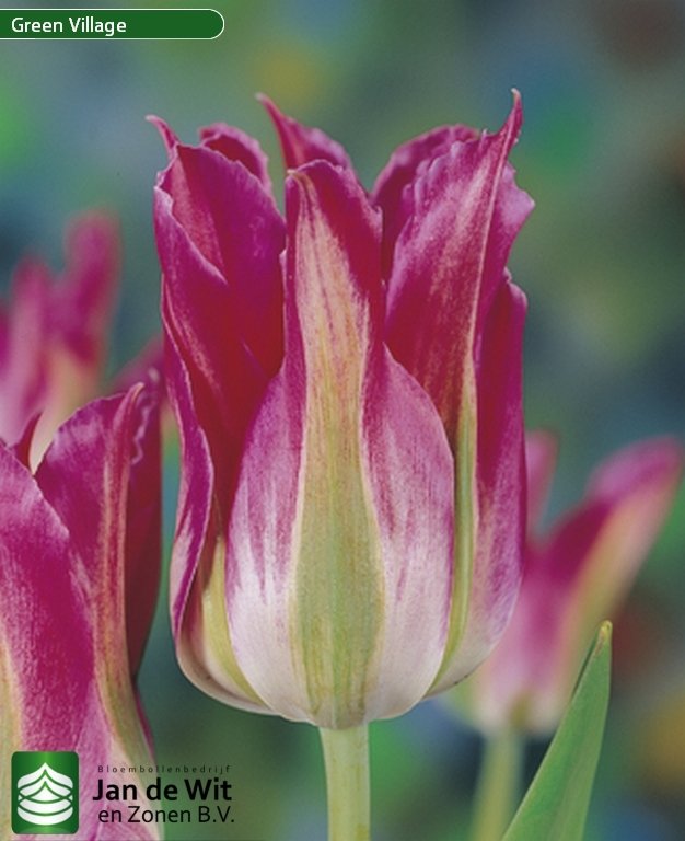 Green Village | Tulip | Jan de Wit en Zonen B.V.