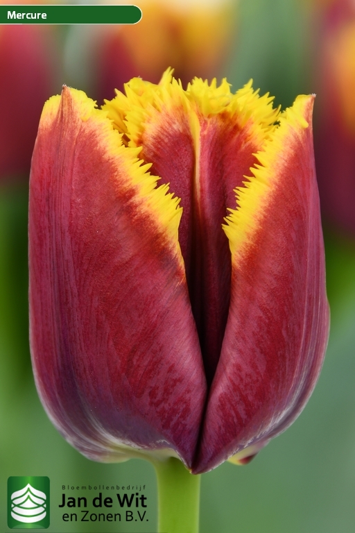 Mercure ® | Tulip | Jan de Wit en Zonen B.V.
