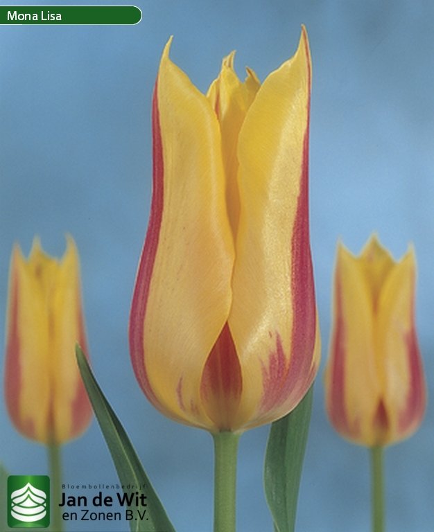 Mona Lisa ® | Tulip | Jan de Wit en Zonen B.V.