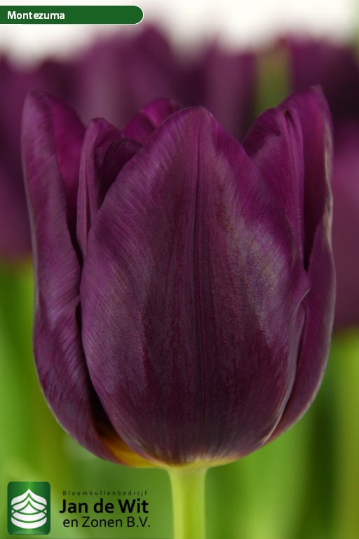 Montezuma | Тюльпан | Jan de Wit en Zonen B.V.