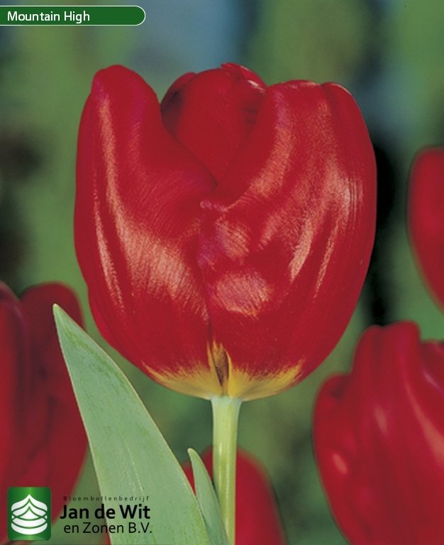 Mountain High | Tulip | Jan de Wit en Zonen B.V.