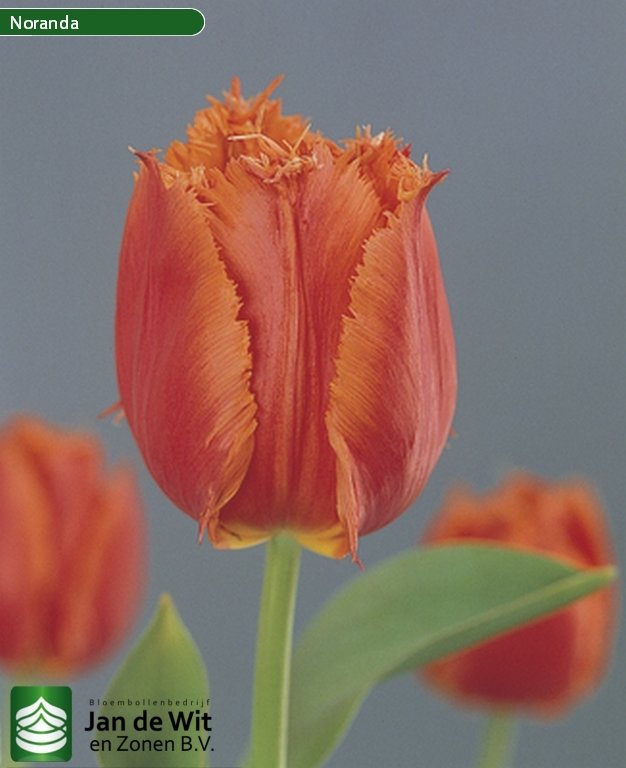 Noranda | Tulip | Jan de Wit en Zonen B.V.