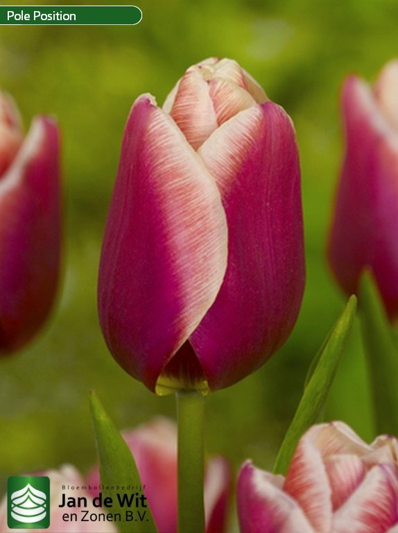 Pole Position | Tulip | Jan de Wit en Zonen B.V.
