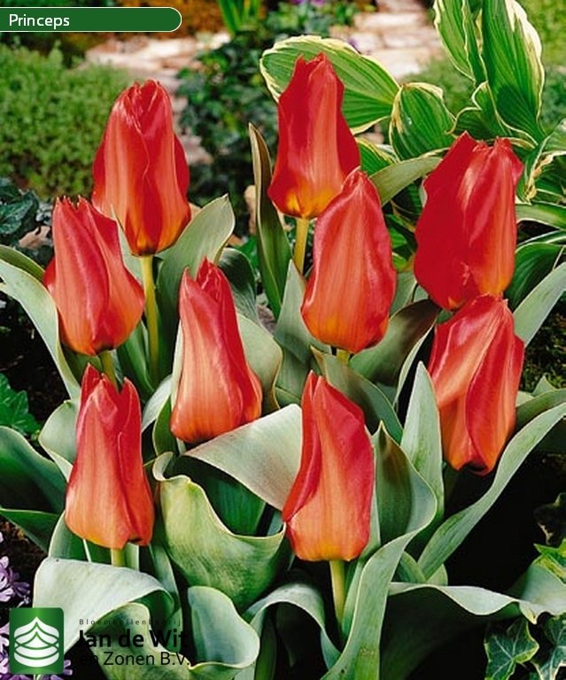 Princeps | Tulp | Jan de Wit en Zonen B.V.