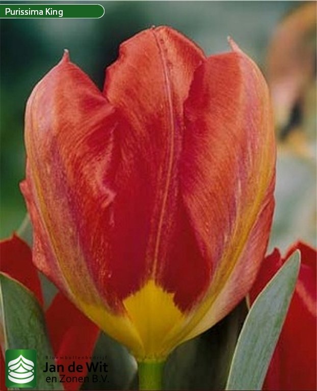 Purissima King | Tulip | Jan de Wit en Zonen B.V.