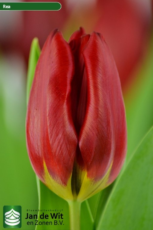 Rea | Tulp | Jan de Wit en Zonen B.V.
