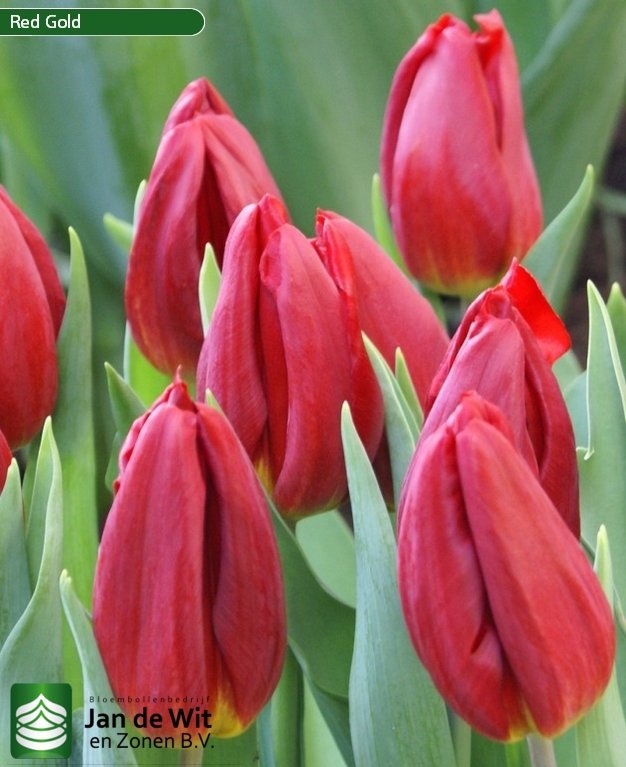 Red Gold ® | Tulip | Jan de Wit en Zonen B.V.