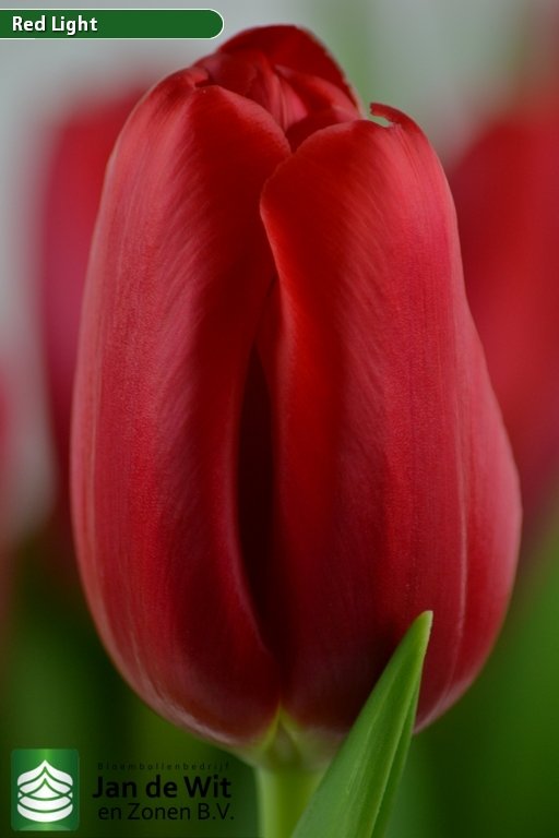 Red Light ® | Tulip | Jan de Wit en Zonen B.V.