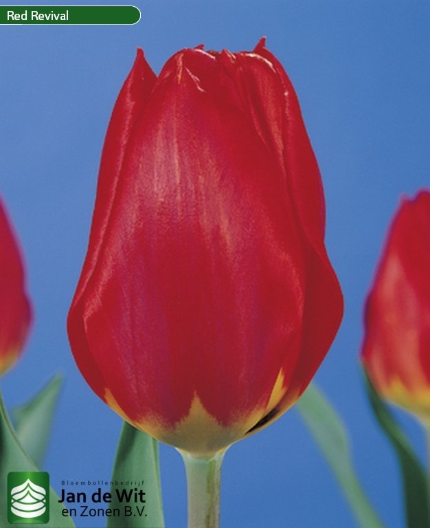 Red Revival | Tulipán | Jan de Wit en Zonen B.V.