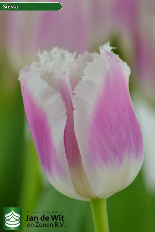Siësta ® | Tulip | Jan de Wit en Zonen B.V.