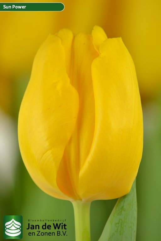 Sun Power | Tulip | Jan de Wit en Zonen B.V.