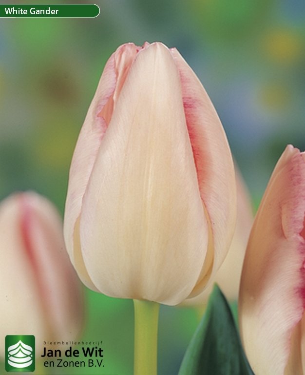 White Gander | Tulip | Jan de Wit en Zonen B.V.