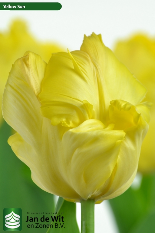 Yellow Sun ® | Tulip | Jan de Wit en Zonen B.V.