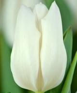 Albatros ® | Tulip | Jan de Wit en Zonen B.V.