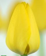 Novi Sun ® | チューリップ | Jan de Wit en Zonen B.V.