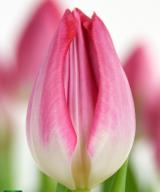 First Class | Tulip | Jan de Wit en Zonen B.V.