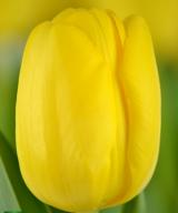 Conqueror ® | Tulip | Jan de Wit en Zonen B.V.