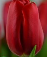 Heartbreaker ® | Tulip | Jan de Wit en Zonen B.V.