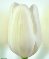 Ice Rif ® | Tulip | Jan de Wit en Zonen B.V.
